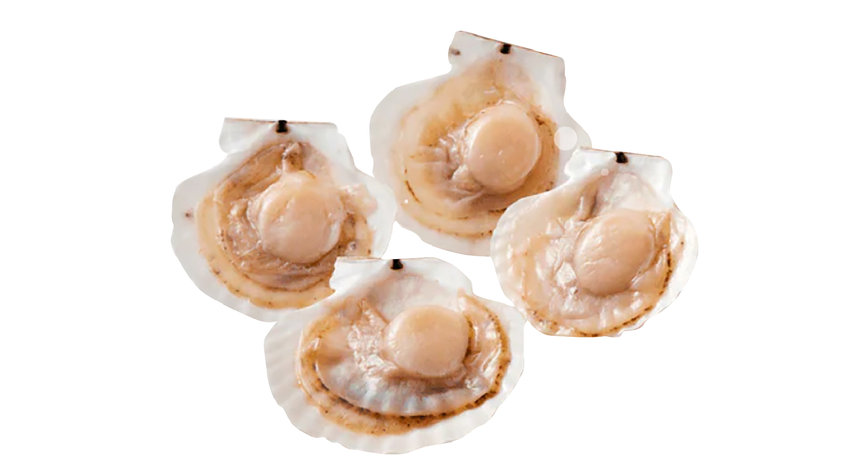 Scallop/Oyster/Mussel – GST Group