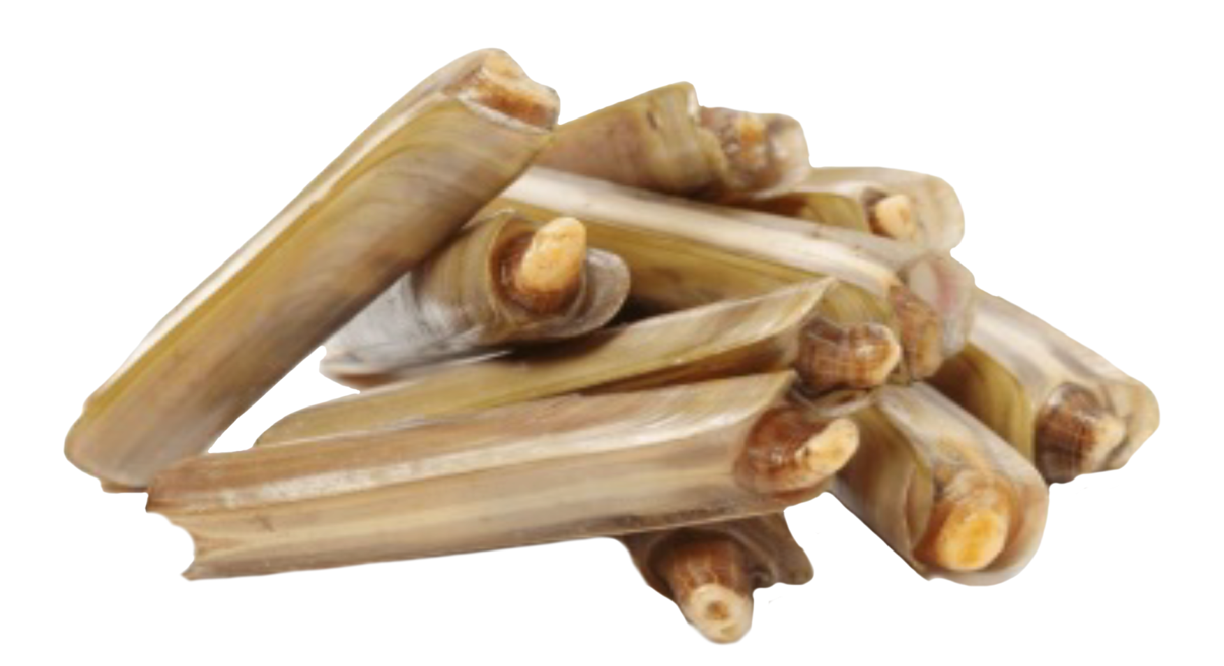 Scallop/Oyster/Mussel – GST Group