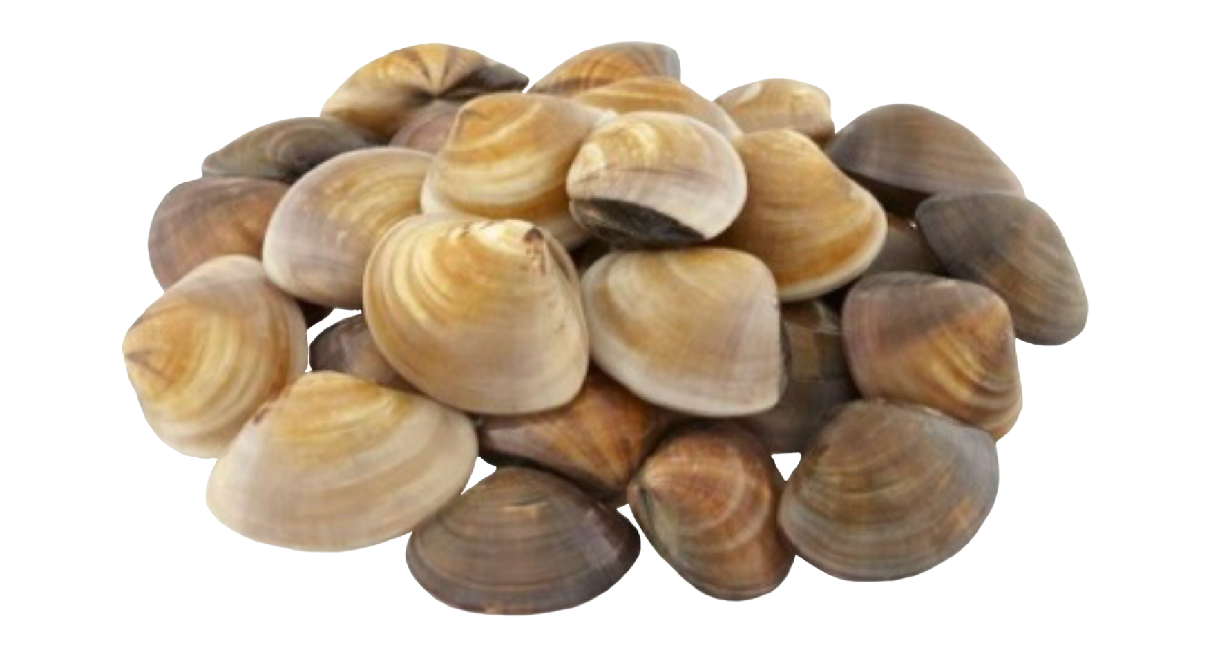 Scallop/Oyster/Mussel – GST Group