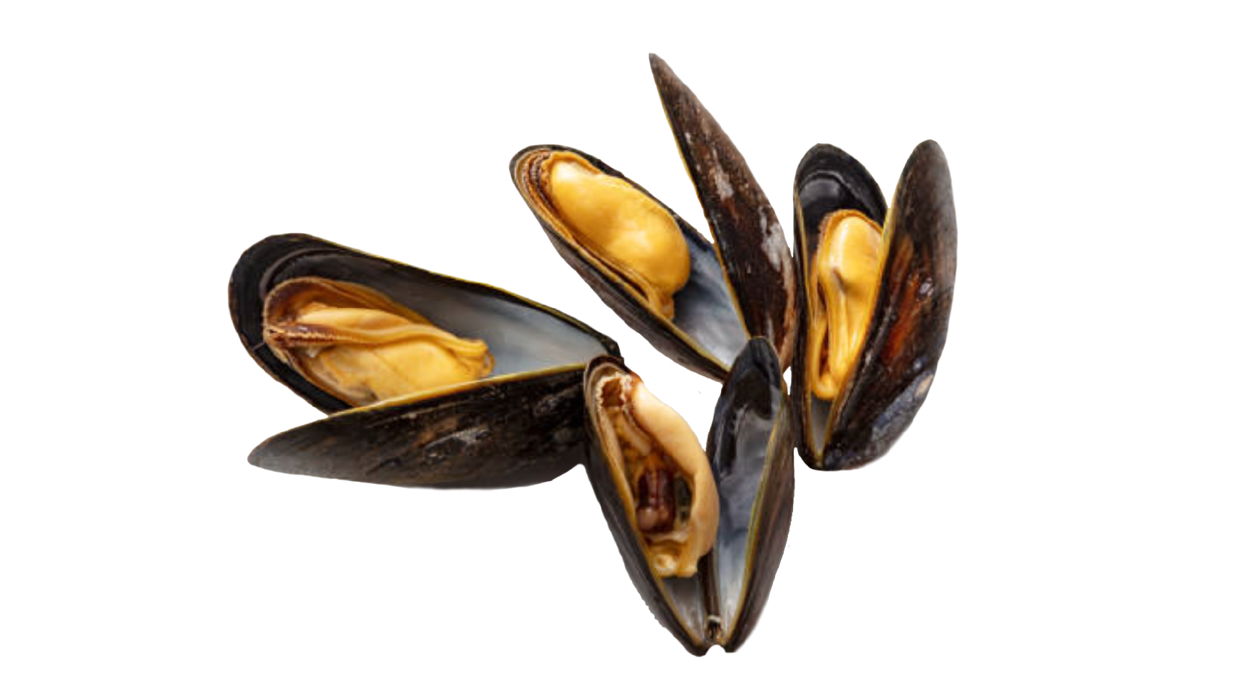 Scallop/Oyster/Mussel – GST Group